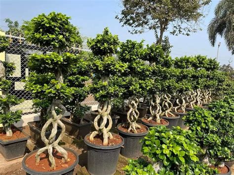 Round Ficus Topiary Plant For Garden At ₹ 120000piece In Hyderabad