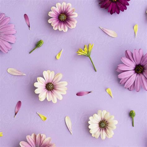 Aisyah Sofiyyah International Islamic University Malaysia Kuala