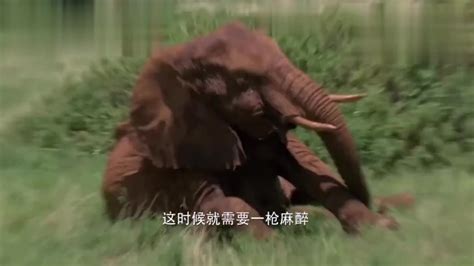 一下就把老虎放倒，麻醉镖的原理是什么，高速镜头还原全过程！娱乐热门爆笑新浪新闻