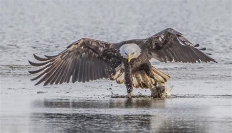 Njdep News Releases Murphy Administration Removes Bald Eagle And