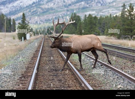 Rocky Mountain Elk Cervus Canadensis Nelsoni Bull Crossing Train
