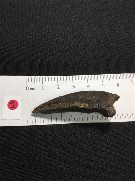 Jurassic Morrison Othnielia Claw Vf Jc 16 001oc Fossil Avenue