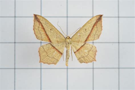 Timandra Timandra Picture Insect