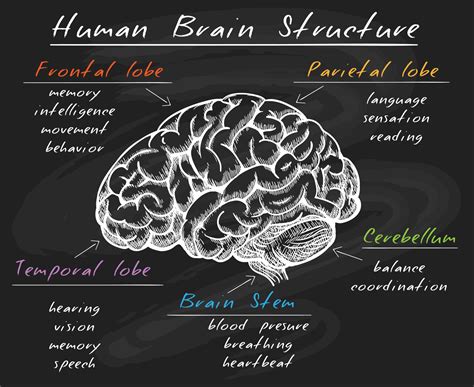 Trichome Definition And Examples Biology Online Dictionary