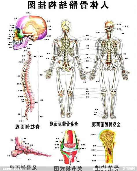 人体结构图 人体结构图