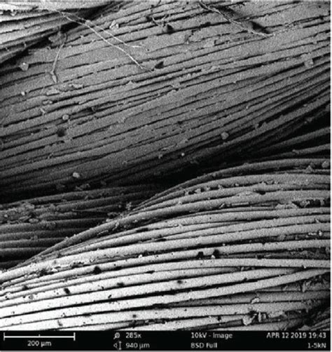 Scanning Electron Microscope Images A Virgin Specimen B Specimen Download Scientific