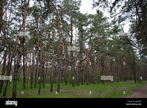 Green Interesting And Mysterious Pine Deciduous Forest With Old Large