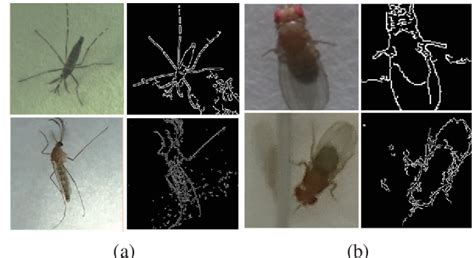 Figure 1 From A Classification Module For Automated Mosquito Surveillance Using Computer Vision