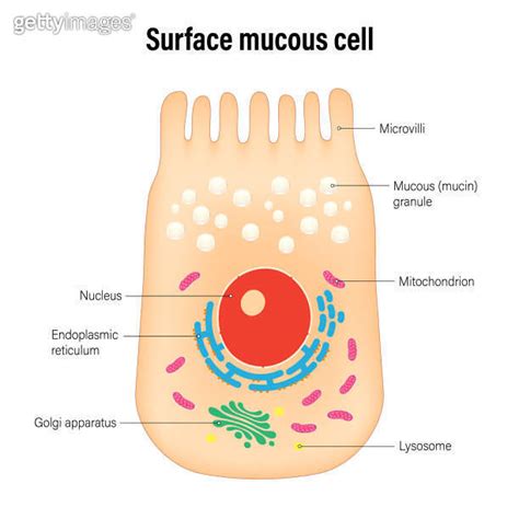 The Surface Mucus Cells Foveolar Cells Of The Stomach Wall Vector