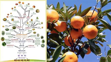 柑橘家族的“血缘关系”有多混乱：你知道柠檬的父母是谁吗？淘宝吃货 梨视频官网 Pear Video