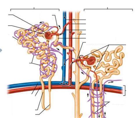 A P 2 Chapter 25 The Urinary System Cortical And Juxtamedullary