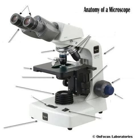 Practical Labeling Microscope Diagram Quizlet