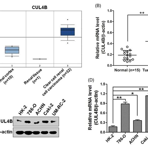 CUL4B Is Upregulated In CcRCC Tumor Tissues And Cell Lines A CUL4B