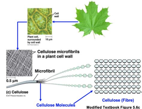 Cels191 L7 Cell Walls And Their Role In Regulating Plant Cell Shape