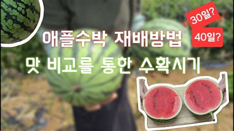 [애플수박 수확시기] 재배에서 수확 맛 비교 궁금증 해결 7월수확 8월수확 Farming Gardening 애플수박