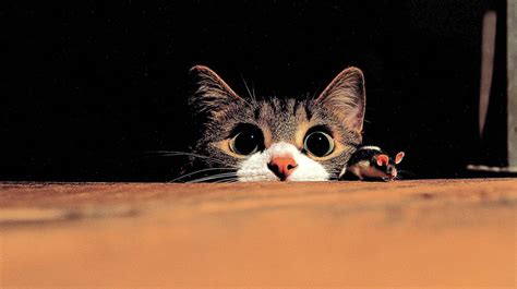 A Cat Scared By A Mouse