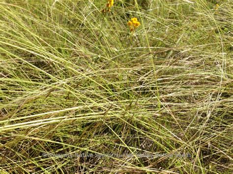 Diversity Native Seeds Blog Archive Aristida Queenslandica