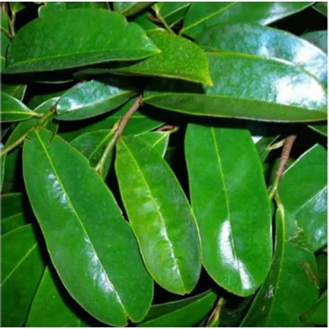Jual Jual Daun Sirsak Segar Per 100 Lembar Shopee Indonesia