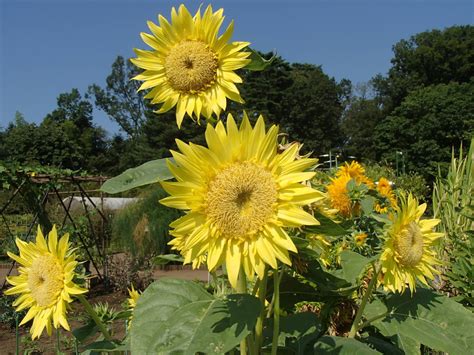 ヒマワリキク科 開花情報 ふれあいガーデン草星舎