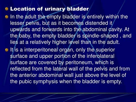 Ppt The Urinary System Dept Of Anatomy Luzhou Medical College