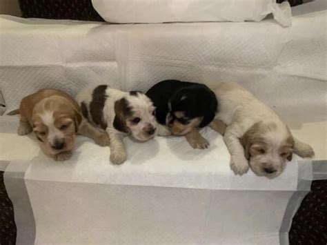 Orange Roan Cocker Spaniel Puppies For Sale Cocker Spaniel Owners