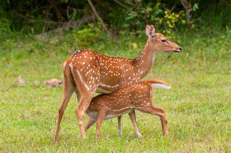 Identifying Chital Axis Or Spotted Deer Cervus Axis Axis Pestsmart