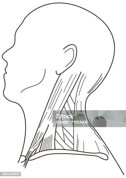 Structural Diagram Of Human Neck Muscles Stock Illustration Download
