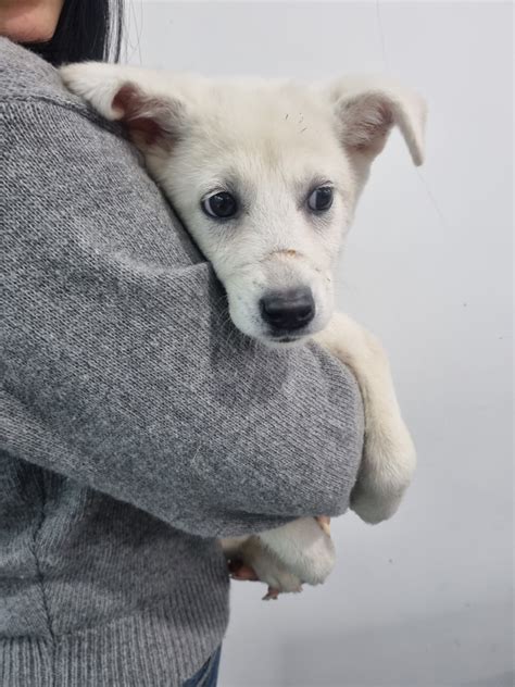 진도믹스봄이 책임무료분양 강아지분양 고양이분양 컴투펫 시츄 셔틀랜드쉽독 말티푸 미니핀 치와와 요크셔테리어 포메라니안 말티즈 분양