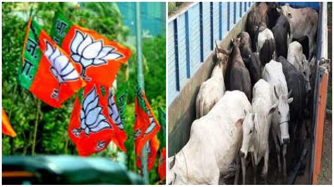 गो तस्करी के आरोप में Bjp नेता धूम सिंह गिरफ़्तार पुलीस ने 33 गायों से