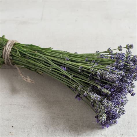 Munstead Type Lavender Seed Aeseeds