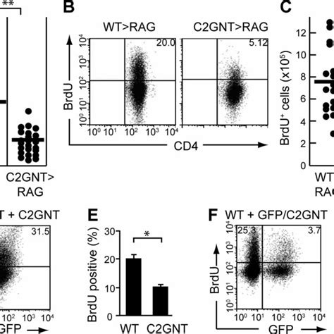 Pathogenic Role Of Cag In Colitis Of Cd45rb Model Cd4⁺cd45rbhigh Naive