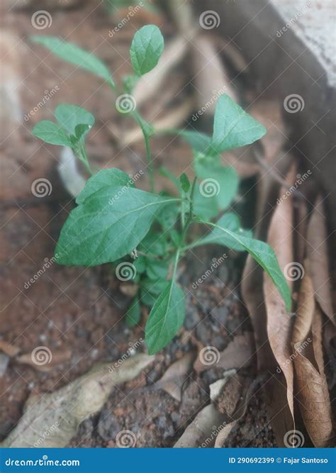 The Small Tree Between The Big Trees Is Really Cute Stock Image Image Of Cute Trees
