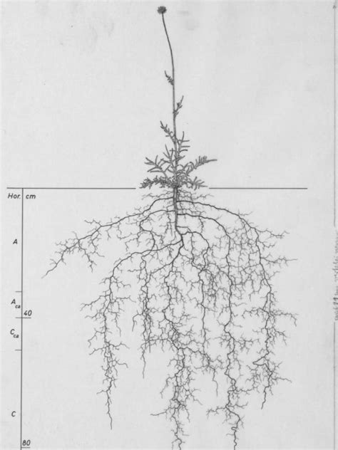 Archives Of Drawings Unveil The Complex Root Systems Of 1 180 Plants