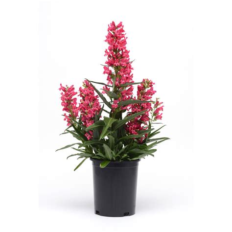 Penstemon Barbatus Rock Candy Ruby Portfolio Beardtongue Siteone Us