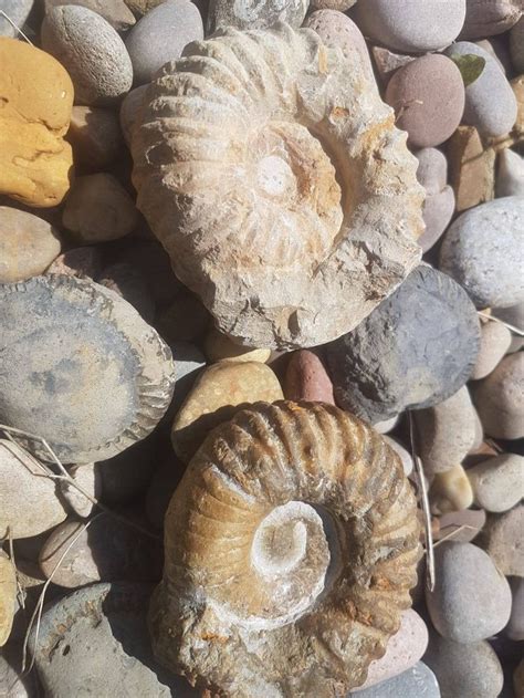 Ammonite Fossil Etsy Uk Ammonite Clay Art Projects Fossil T