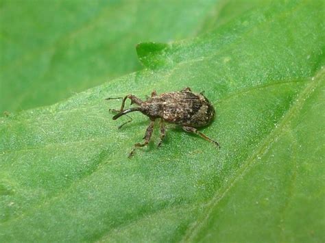 Anthonomus Pomorum Alchetron The Free Social Encyclopedia