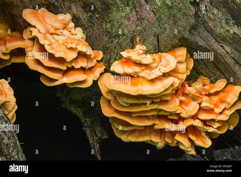 Yellow Shelf Or Bracket Fungi On Old Tree Trunk Large Groups Grow Stock Photo Alamy