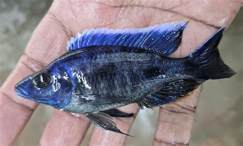 Shop Page Beantown Aquatics