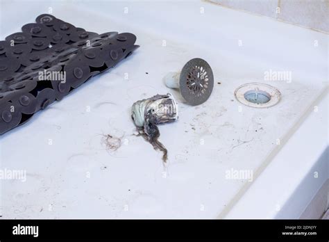 Clogged Shower Dirty Shower Tray With Hair Tangled In The Drain And