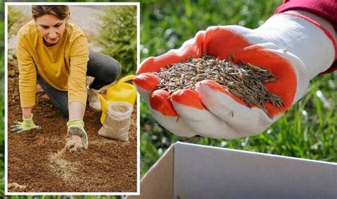 Is It Too Late To Sow Grass Seed Five Benefits Of Getting A Head