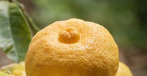 감귤류 감귤류의 나무 건강한 과수원 과일 과일 나무 과즙이 많은 남아메리카 노란색 녹색 농업 농작물 둥근 레몬 미식가 바구아 그란데 밝은