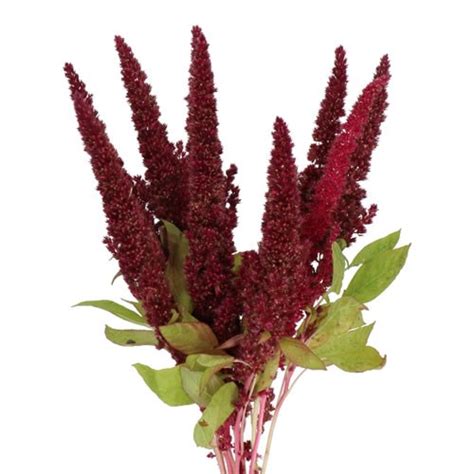 Amaranthus Pygmy Torch 55cm Wholesale Dutch Flowers And Florist Supplies Uk