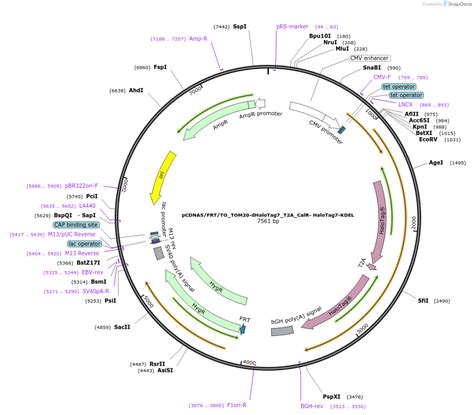 Addgene Pcdna5frttotom20 Dhalotag7t2acalr Halotag7 Kdel