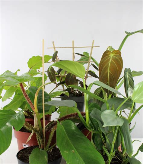 Root Houseplants Houseplants And Biophilic Design Buy Online