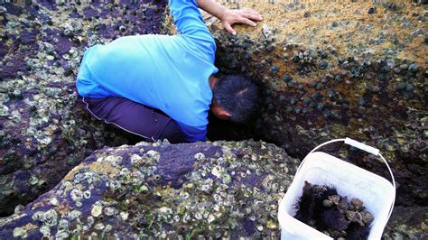 大退潮无人岛遍地值钱海货，阿兴激动地连声叫好，这次赶海太刺激了 Youtube