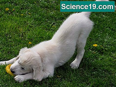 Jakie Są Różnice Między Odciskami Kota I Lisa Na śniegu 💫 Naukowe I