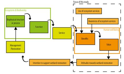 The Ecosystem Services Cascade Represents Ecosystem Service Supply