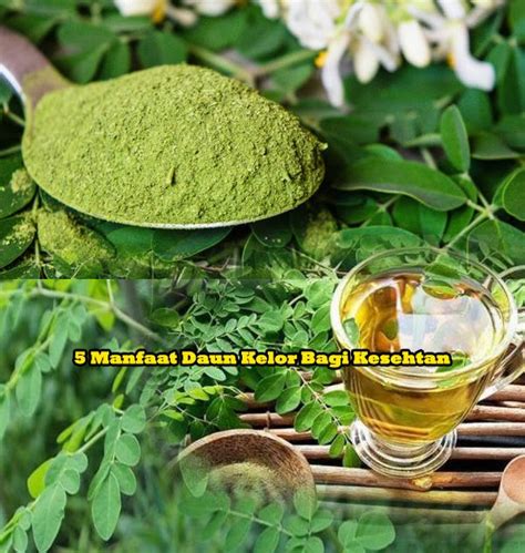 5 Manfaat Daun Kelor Bagi Kesehatan Tubuh ~ Penimba Ilmu