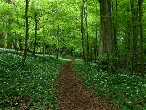 Photographs Of Frith Wood Nature Reserve Gloucestershire England