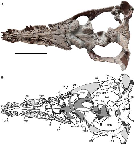 Sciency Thoughts A Pliosaur From The Jurassic Coast Of Dorset
